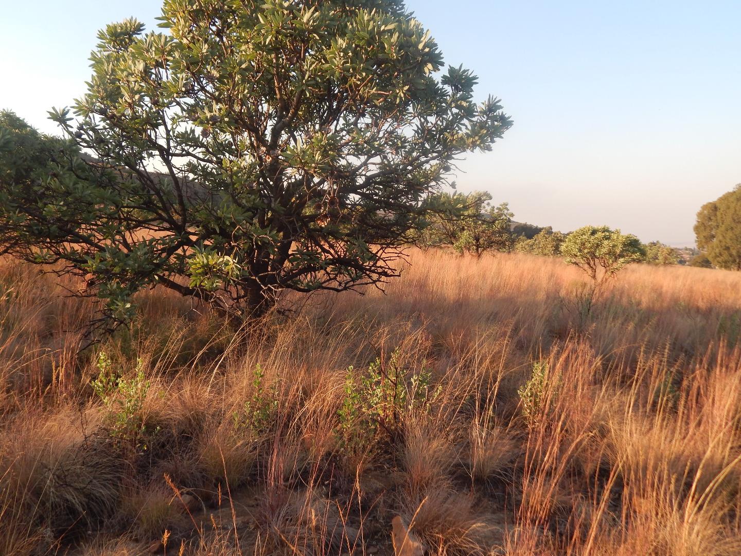 Vacant Land for Sale in Boschfontein, Heidelberg - 177033