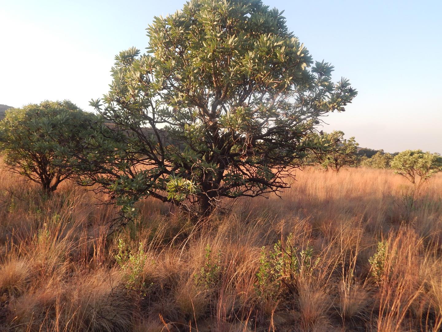 Vacant Land for Sale in Boschfontein, Heidelberg - 177033